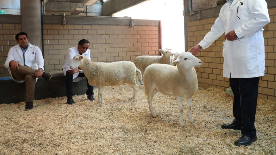 México Presenta Su Primer Borrego Clonado El Inicio De La Zoogenética